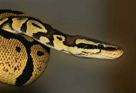 Woman Found Eaten Alive Inside Massive 20 Ft Python In Indonesia