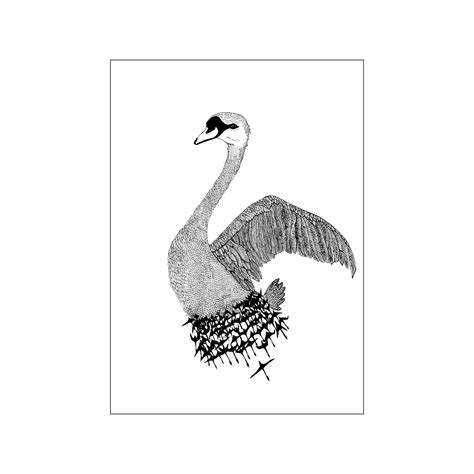 Svane Med Svaner Poster And Frame Art Group