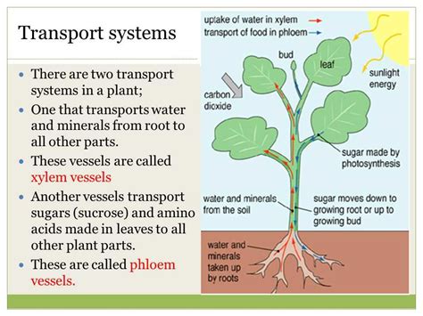 The Key To Understanding Vanessa Jason Biology Roots Exploring