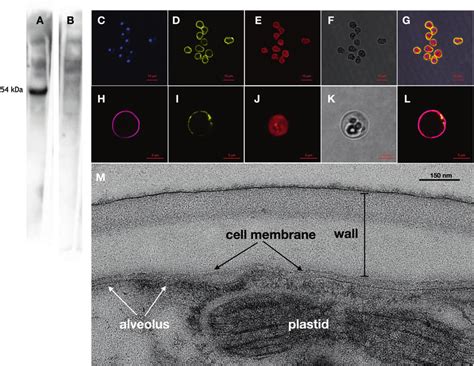 Western Blot And Immunofluorescence Localisation Of Bmsweet1 To The Download Scientific Diagram