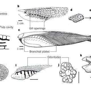 Pdf Facts And Fancies About Early Fossil Chordates And Vertebrates
