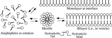 Amphiphile Définition Cest Quoi