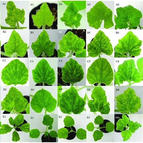 Phylogenic Tree Obtained From The Alignment Of Complete Dna A Left
