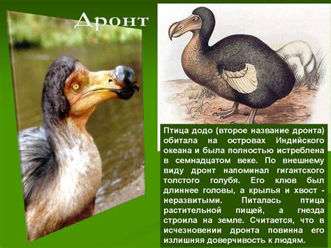 Животные Красной книги презентация онлайн