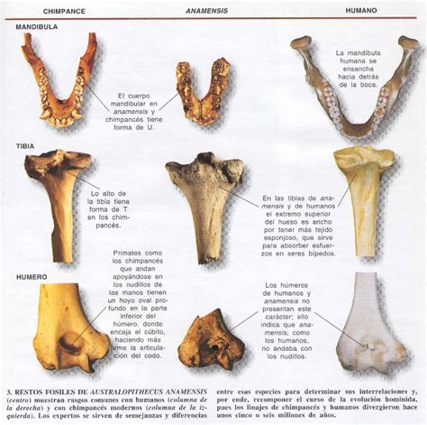Mandibula Do Australopithecus Anamensis A 4 3 Million Year Old