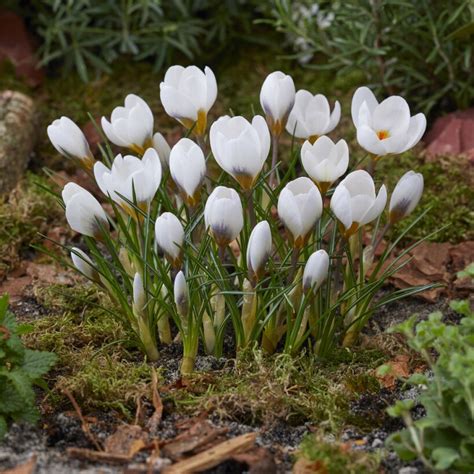 Crocus Bulbs Buy At Natalie Brigstocke Blog