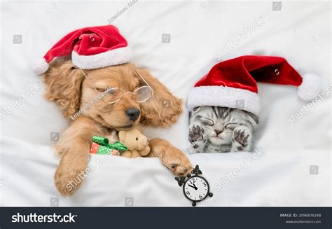 1652 Cat Under Box Royalty Free Photos And Stock Images Shutterstock