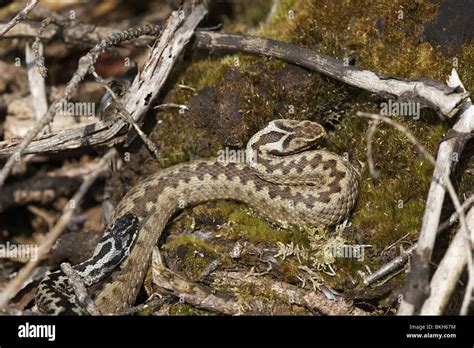 Male Adder Hi Res Stock Photography And Images Alamy