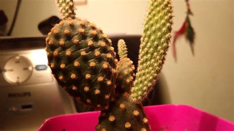 Microdasys Etiolada Que Hago