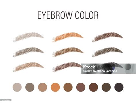 다양한 색상의 여성 눈썹 금발 빨간색과 어두운 머리 아치 눈썹 모양 트렌디 한 미니멀 한 스타일의 선형 벡터 일러스트레이션 브로우 바 로고 눈썹 문신 하다에 대한 스톡 벡터