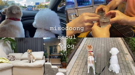 Seoul Life 잘 챙겨먹는 일상 브이로그 식탐 많은 비숑 간식 먹방 강아지 두마리와 차타는 법 계란볶음밥 Korean Bbq 강아지 양치 강아지용