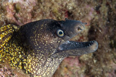 More Morays