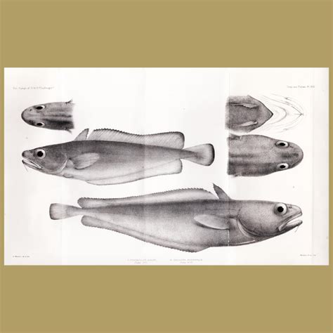 Morid Cod And Tadpole Codling Genuine Antique Print For Sale