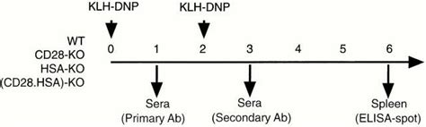 Experimental Scheme Age And Sex Matched Mice Were Immunized