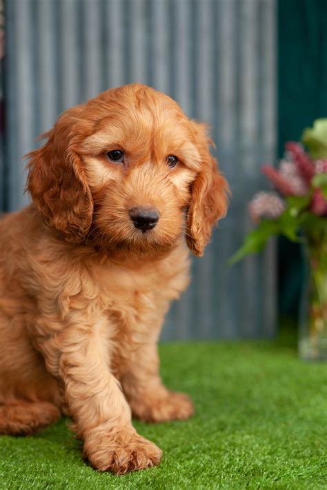 Cute F1 Cockapoos Kellys Kennels