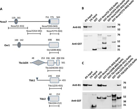 The Tldc Domain Is Sufficient To Mediate Interaction Between Tldc Download Scientific Diagram