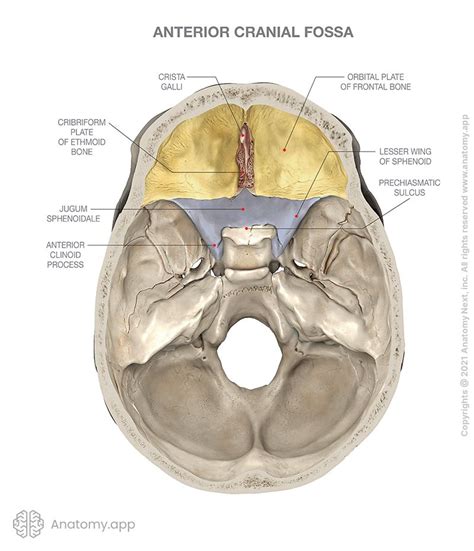 Anterior Cranial Fossa Anatomy App