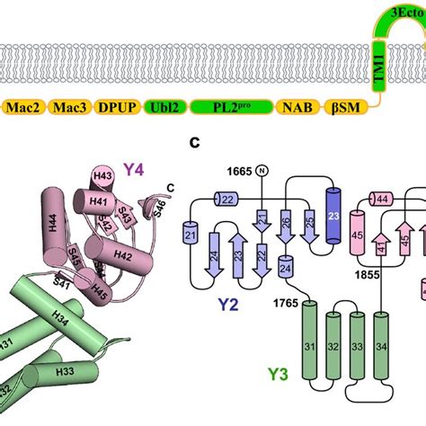 Overall Structure Of The Cov Y Domain Of Sars Cov 2 Nsp3 A Domain