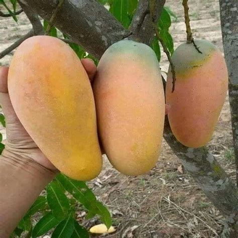 Puspita Nursery Bari 11 Mango Tree Delicious Homegrown Mangoes