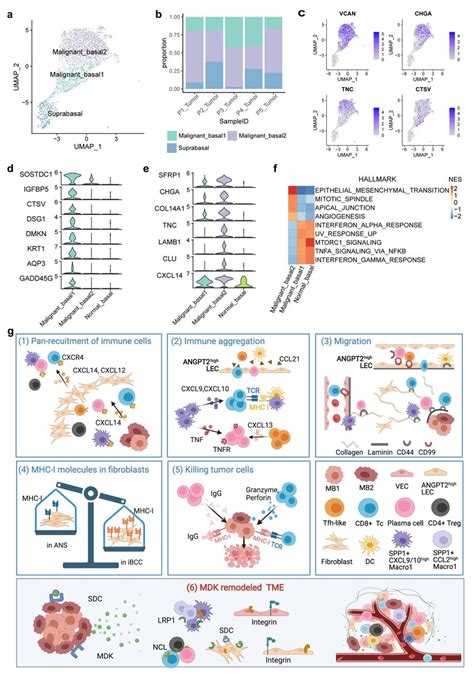 Two Subtypes Of Malignant Basal Cells A The Umap Plot Of