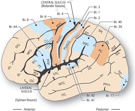 Left Lateral Cerebral Cortical Surface Anatomy