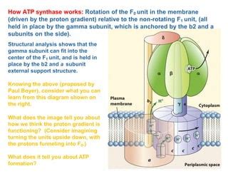 423B 2 26 19PPT Pptx Biochemistry ATP Synthase PPTX