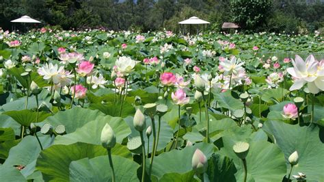 Hình nền hoa đẹp Tổng hợp hình nền ảnh nền wallpaper hoa đẹp nhất