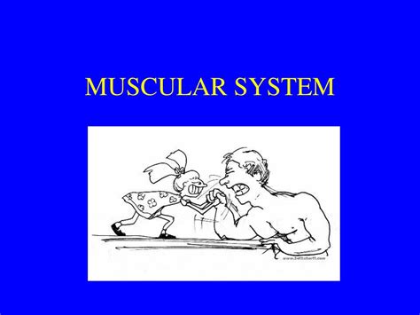 PPT MUSCULAR SYSTEM PowerPoint Presentation Free Download ID