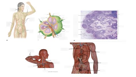 Bsc Lab Exam Lymphatic Diagram Lymph Nodes Diagram Quizlet