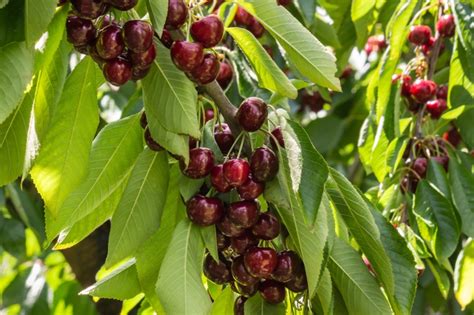 Top Factors For Planting Cherry Trees Ty Ty Plant Nursery