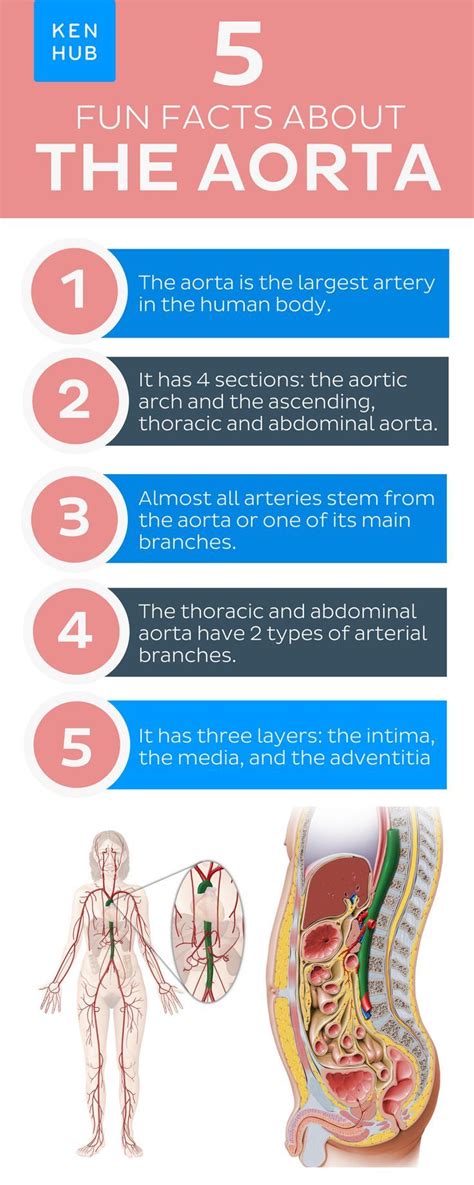 Aorta Human Body Human Body Facts Health And Fitness Magazine