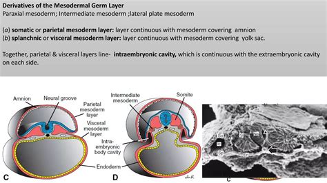 Embryonic And Fetal Periods Pptx