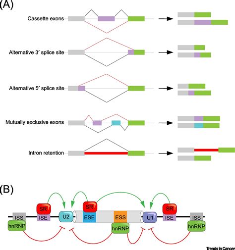alternative rna splicing