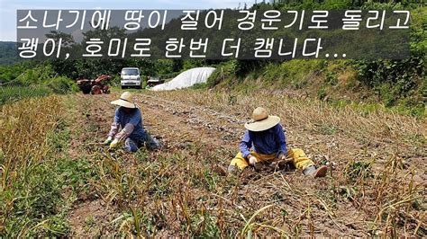 6월13일 의성마늘 수확 소나기에 땅이 젖어 경운기에 마늘수확기 달아 한번 돌리고 괭이 호미로 한번더 마늘 캡니다 작업