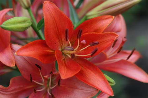 녹색 잎 배경에 아름 다운 빨간 백합 꽃입니다 정원에 있는 릴리움 롱기플로룸 꽃 피는 붉은 열대 꽃 백합입니다 봄 정원에서 아름 다운 백합 꽃입니다 어머니의 날 인사말 카드