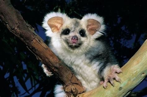 Two New Greater Glider Species Discovered In Australia Rojak Daily