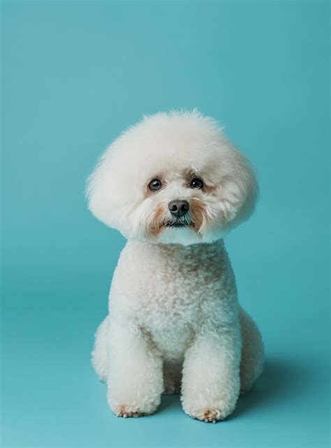Adorable Bichon Frise Haircuts To Keep Your Pup Looking Fabulous