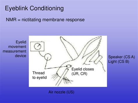 Ppt Inhibitory Cerebello Olivary Projections And Blocking Effect In Classical Conditioning