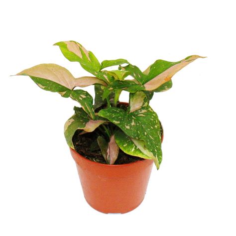 Rare Jument Violette Syngonium Pink Splash 1 Plante Dintérieur