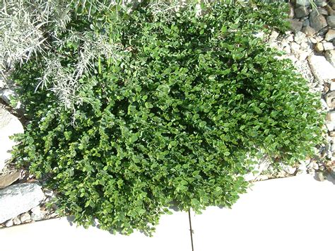Carissa Green Carpet Spacing At Caitlyn Lavater Blog