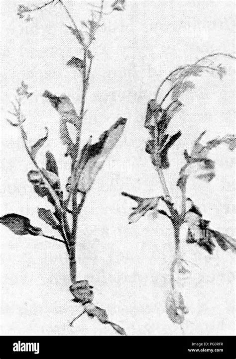 This Work Addresses Various Fungal And Insect Pests That Affect Farm