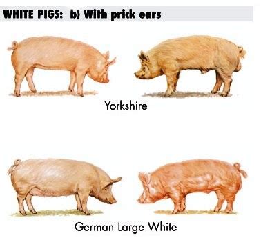 Raza Porcina Y De Cerdo Yorkshire Razas Porcinas Producción Porcina