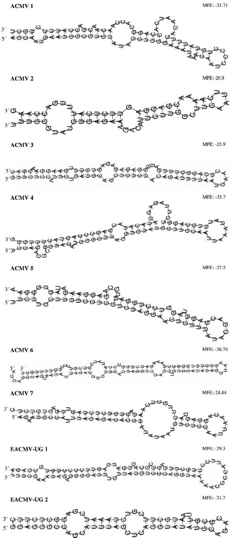 Secondary Structures Of Predicted Real Viral Pre MiRNA Hairpins The Download Scientific