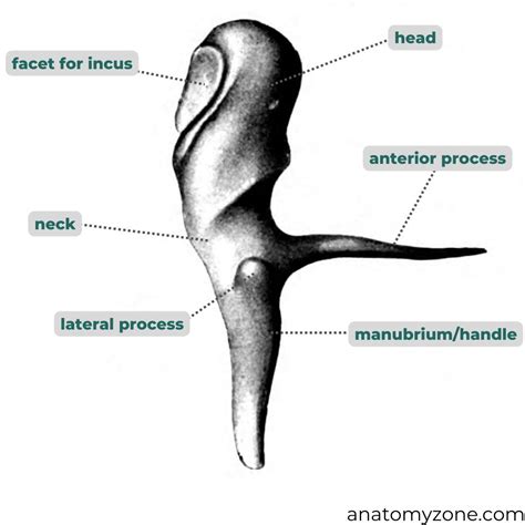 Anatomyzone Anatomy Question Which Structure Is The Arrow Pointing To Which Nerves Innervate