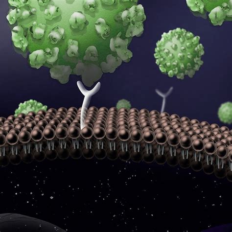 The Sars Cov 2 Spike Protein Facilitates Host Cell Invasion By Binding