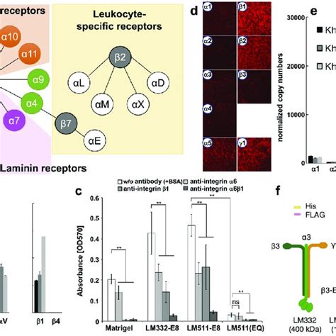 Characterization Of Integrins And Laminins Expressed In Hpscs A