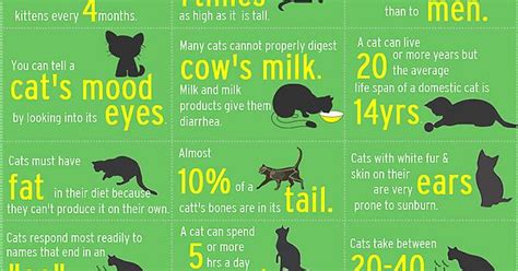 So I Heard Imgur Likes Cats Imgur