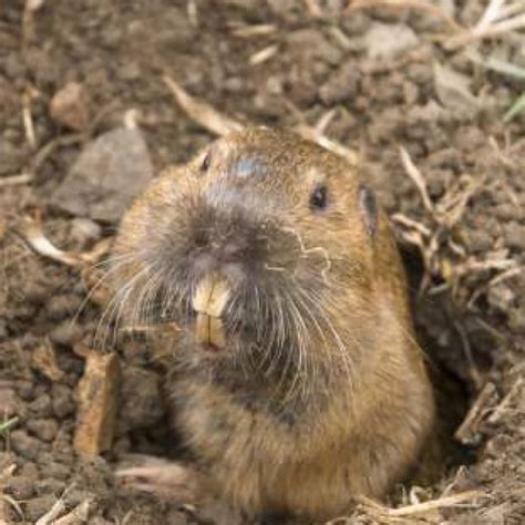 Enviro Protection Industries Co Scram Gopher Repellent 130040 At