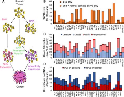Copy Number Alteration Drivers Are Present In Tumors With Insufficient Download Scientific