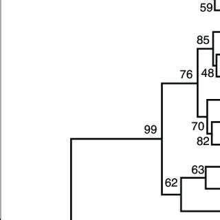 Dendrogram Using Average Linkage Ward S Method Of The Hierarchical